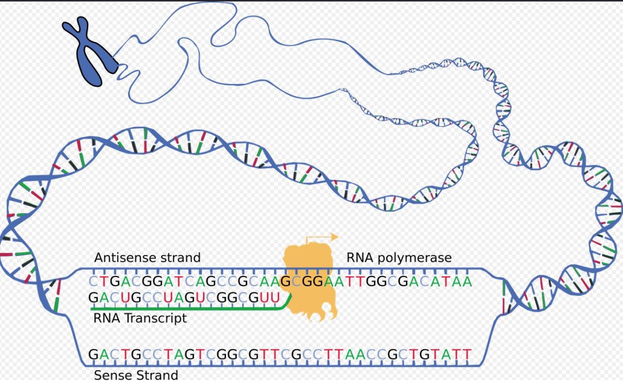Inside mRNA: The Molecule at the Heart of Vaccines - Everyman Science